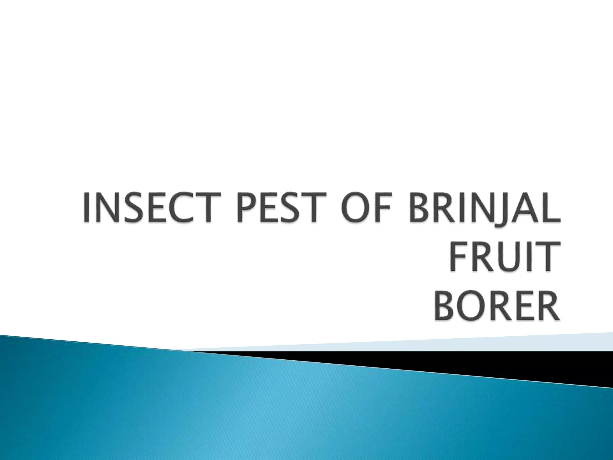 Insect pest of brinjal | PPTX