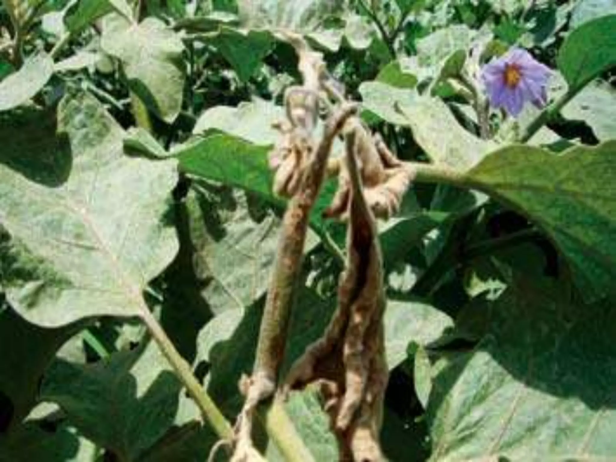 Insect pest of brinjal | PPTX