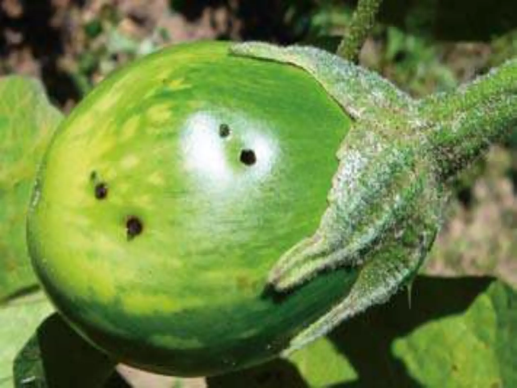 Insect pest of brinjal | PPTX
