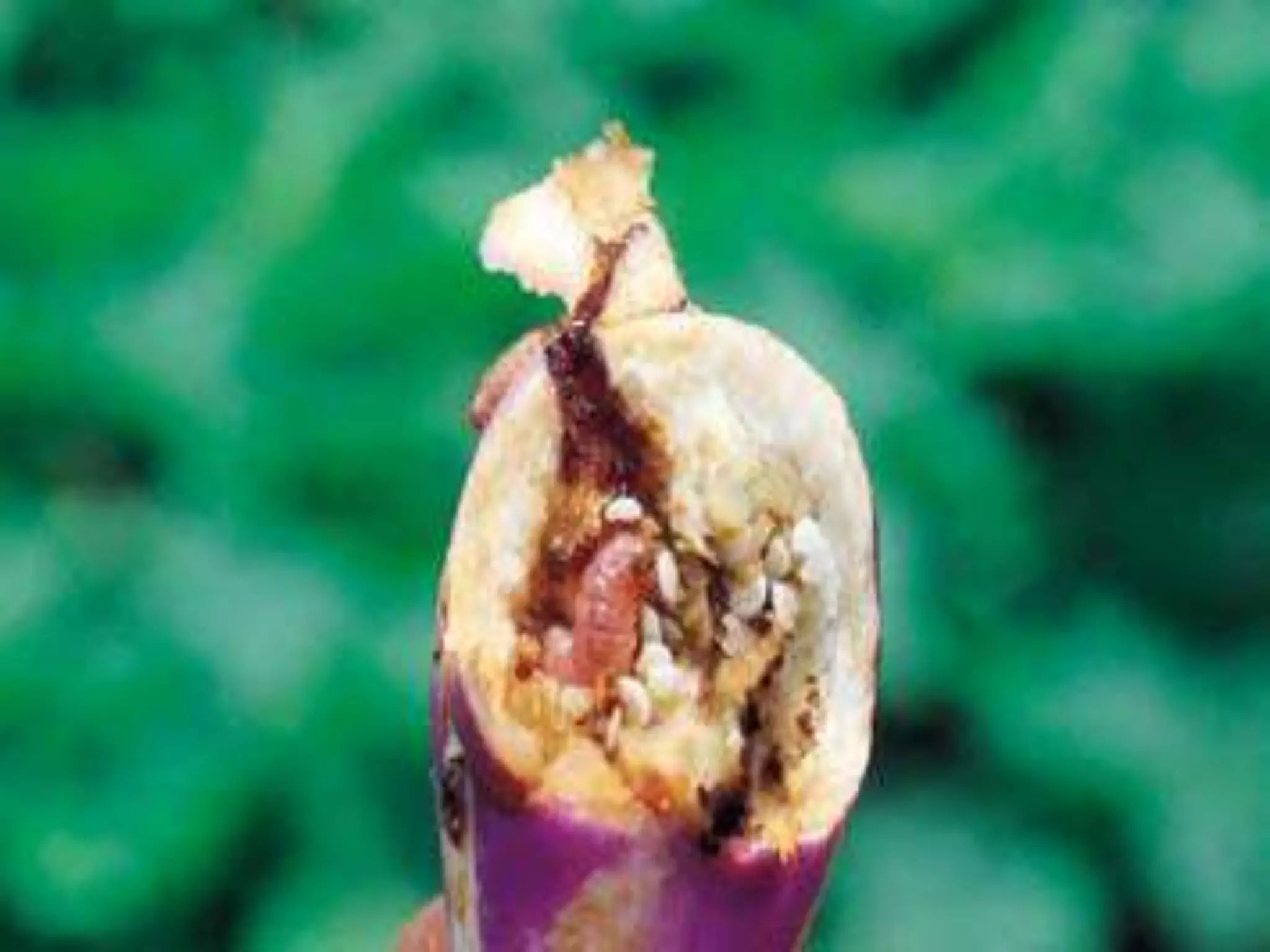 Insect pest of brinjal | PPTX