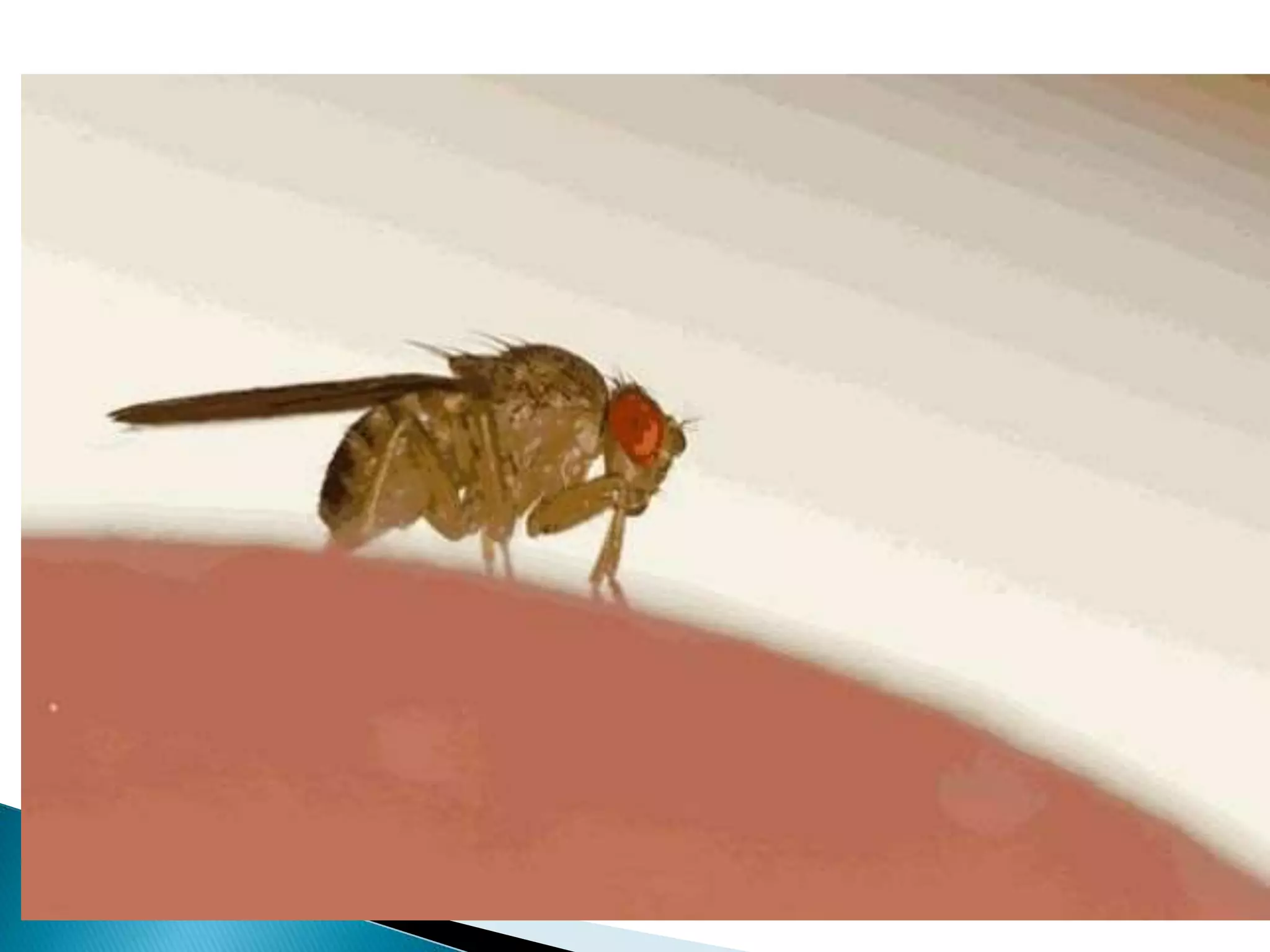 Insect pest of brinjal | PPTX