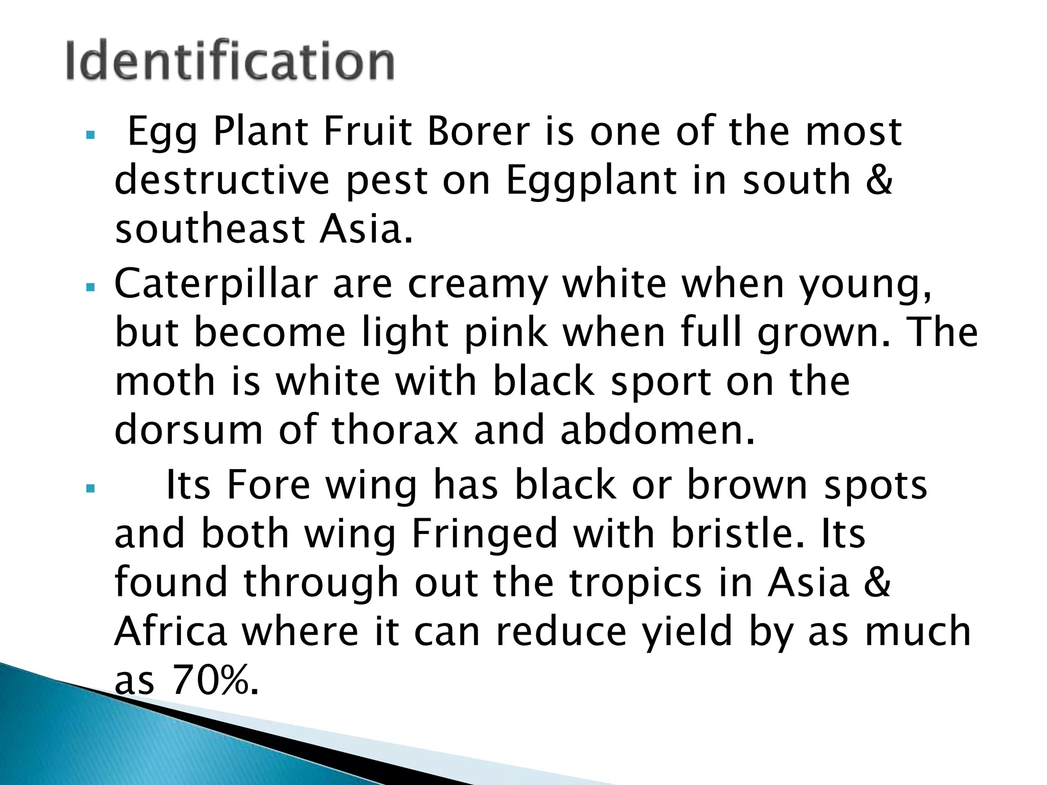 Insect pest of brinjal | PPTX