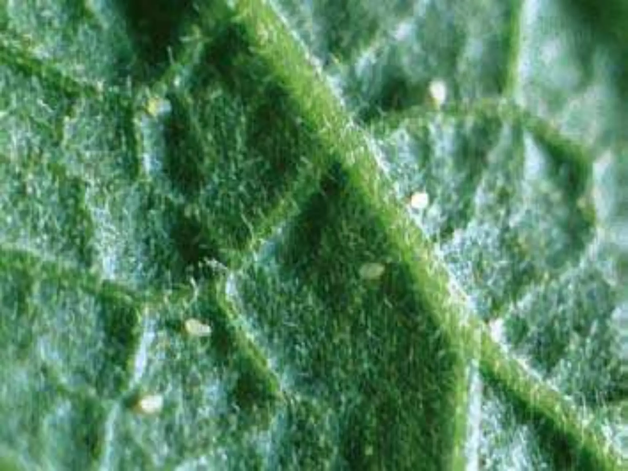 Insect pest of brinjal | PPTX