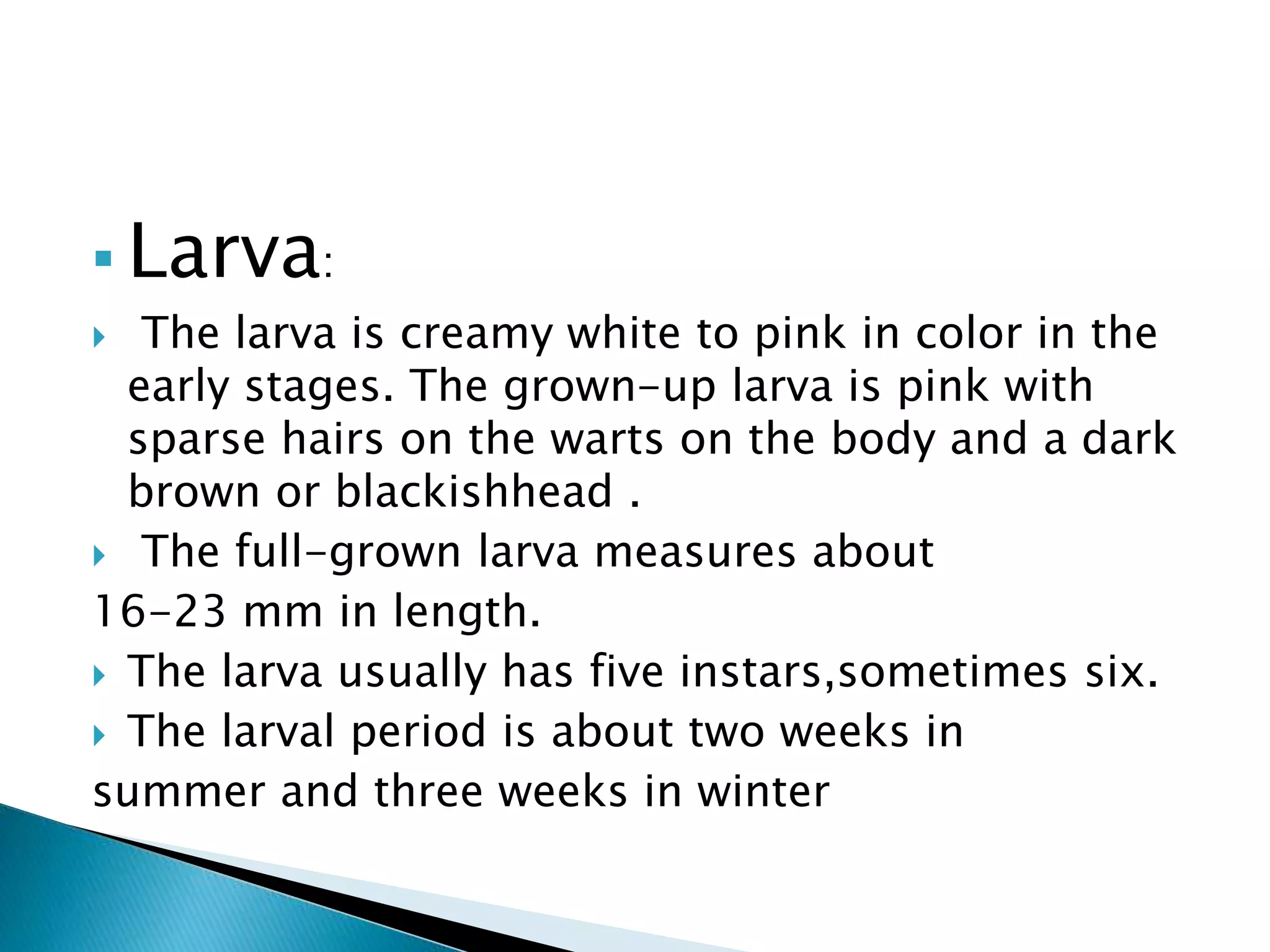 Insect pest of brinjal | PPTX