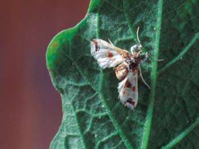 Insect pest of brinjal | PPTX | Agriculture | Industries