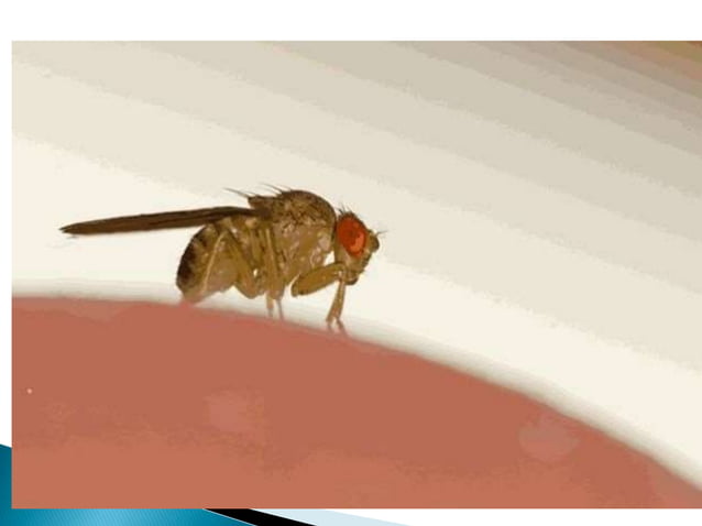 Insect pest of brinjal | PPTX | Agriculture | Industries