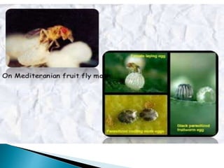 Insect pest of brinjal | PPTX