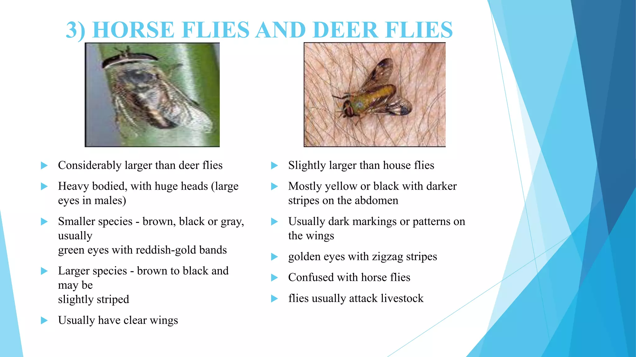 Insect pest of cattle and their management | PPTX