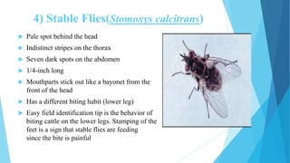 Insect pest of cattle and their management | PPTX