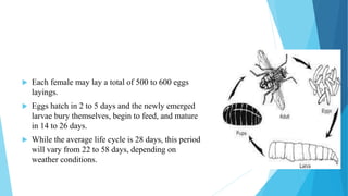 Insect pest of cattle and their management | PPTX