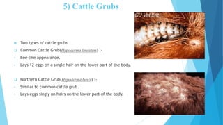 Insect pest of cattle and their management | PPTX