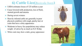 Insect pest of cattle and their management | PPTX