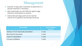 Insect pest of cattle and their management | PPTX