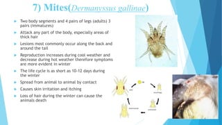Insect pest of cattle and their management | PPTX