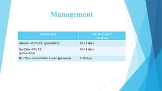 Insect pest of cattle and their management | PPTX