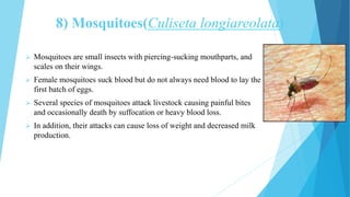 Insect pest of cattle and their management | PPTX