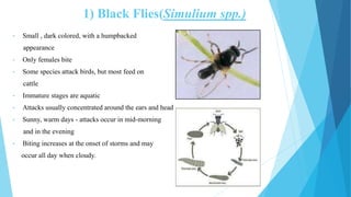 Insect pest of cattle and their management | PPTX