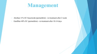 Insect pest of cattle and their management | PPTX