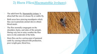 Insect pest of cattle and their management | PPTX