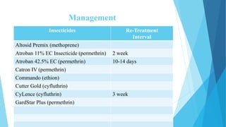 Insect pest of cattle and their management | PPTX