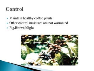 insect pest ofcoffee entomology.pptx