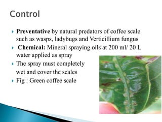insect pest ofcoffee entomology.pptx | Beekeeping | Hobbies & Interests