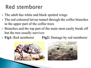 insect pest ofcoffee entomology.pptx | Beekeeping | Hobbies & Interests
