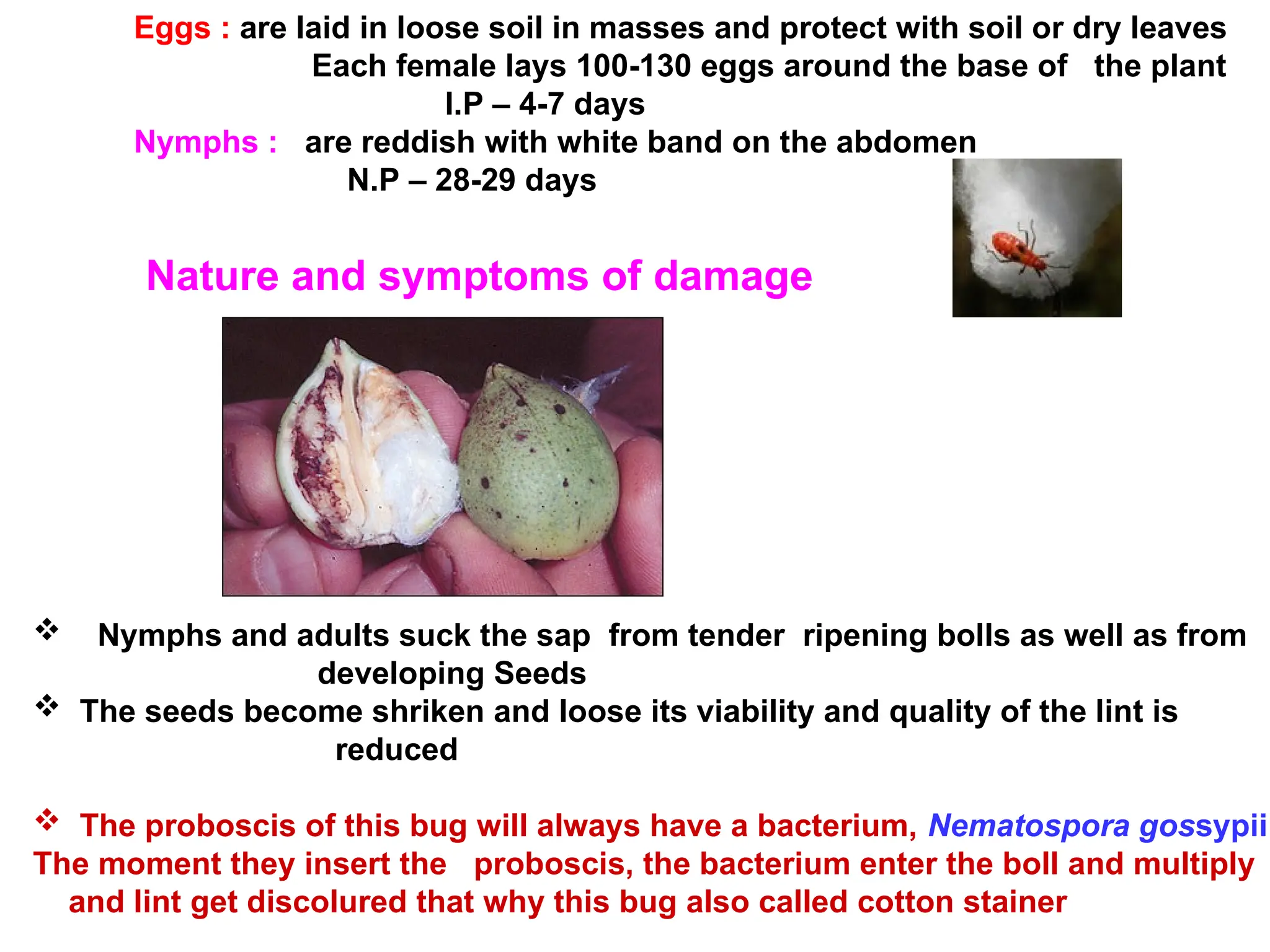 insect pest of cotton and their management | PPT | Agriculture | Industries