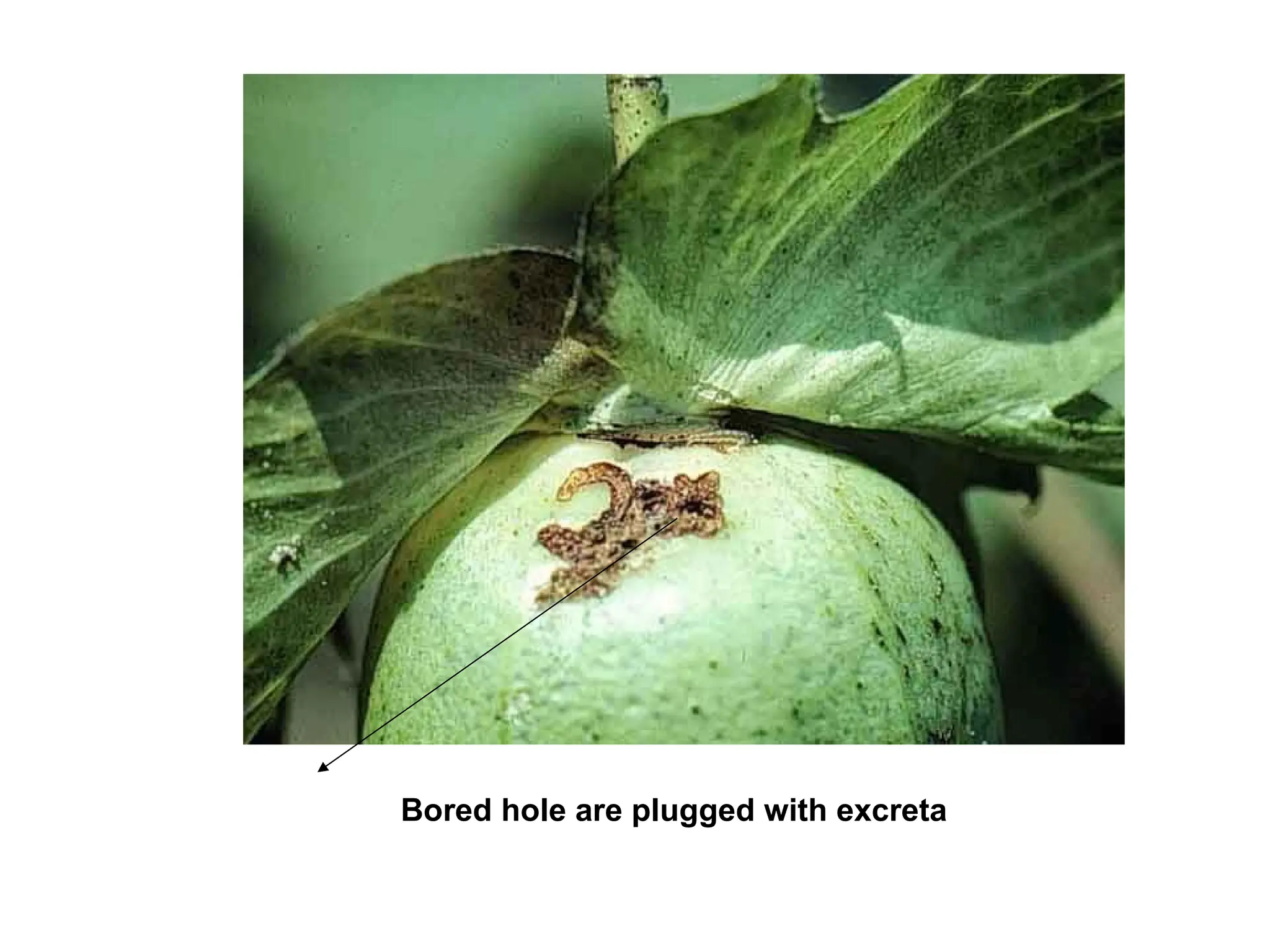 insect pests of cotton and their management | PPT