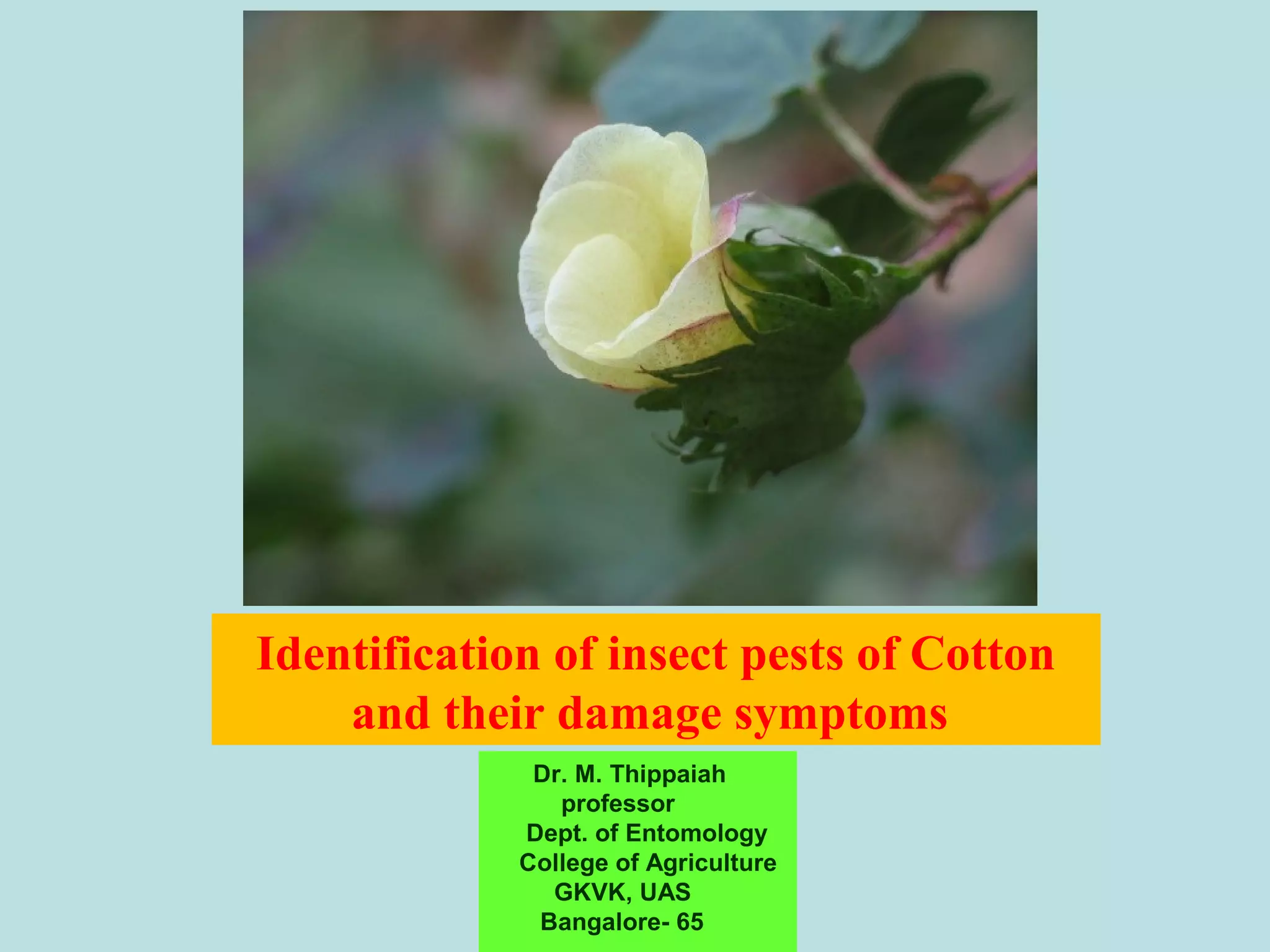 Insect pest of cotton 1 | PPT