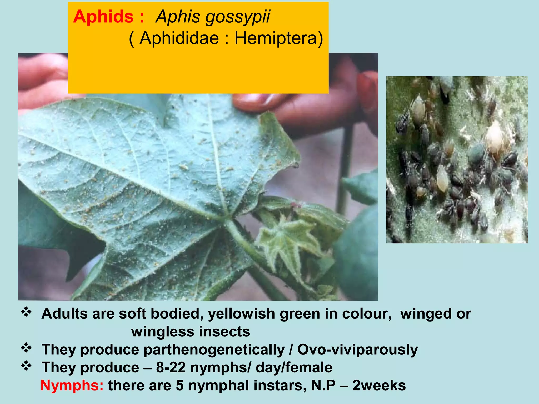 Insect pest of cotton 1 | PPT