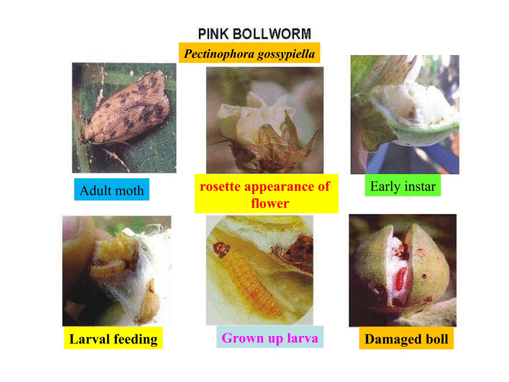 INSECT PEST OF COTTON AND THEIR MANAGEMENT | PPT
