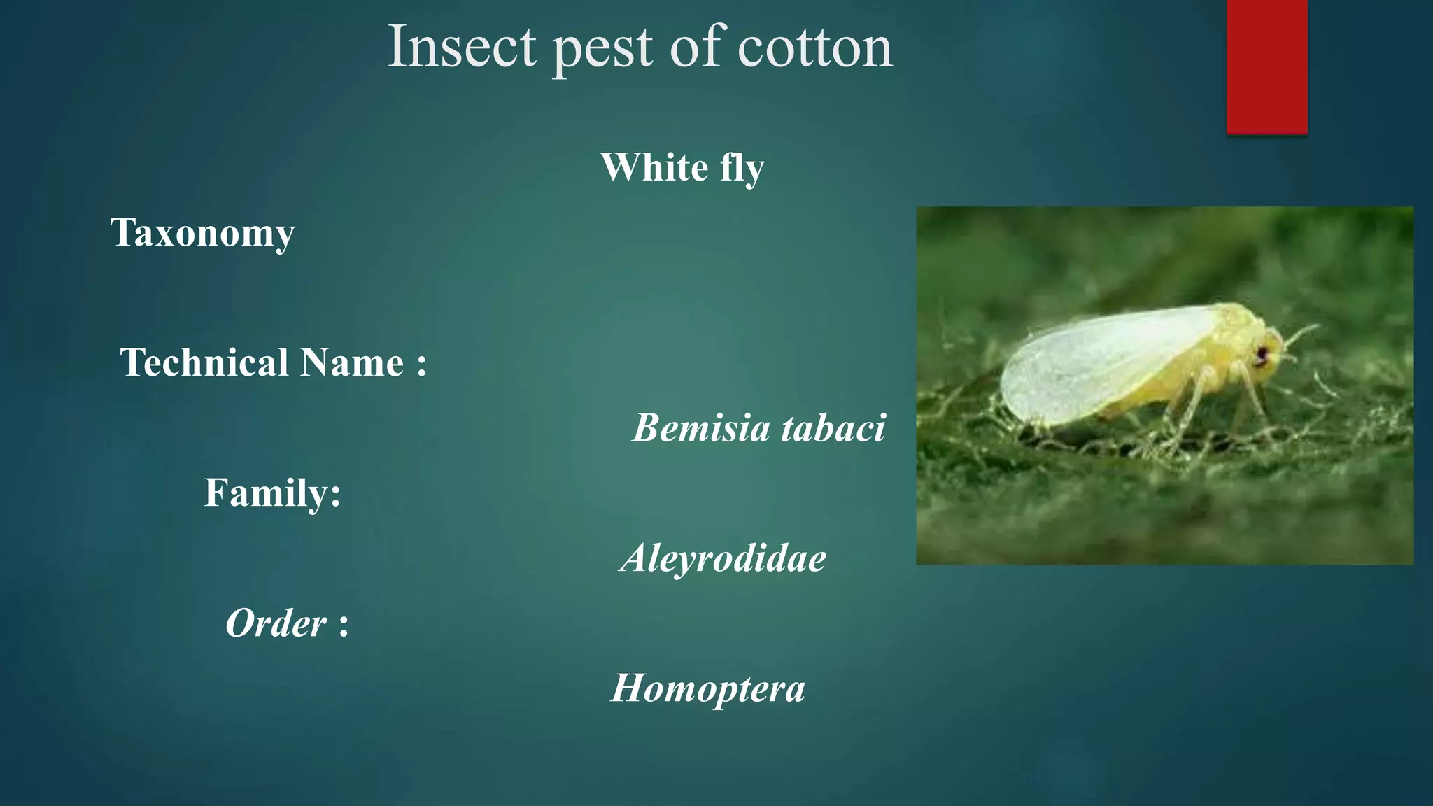 Insect pest of cotton white fly | PPT
