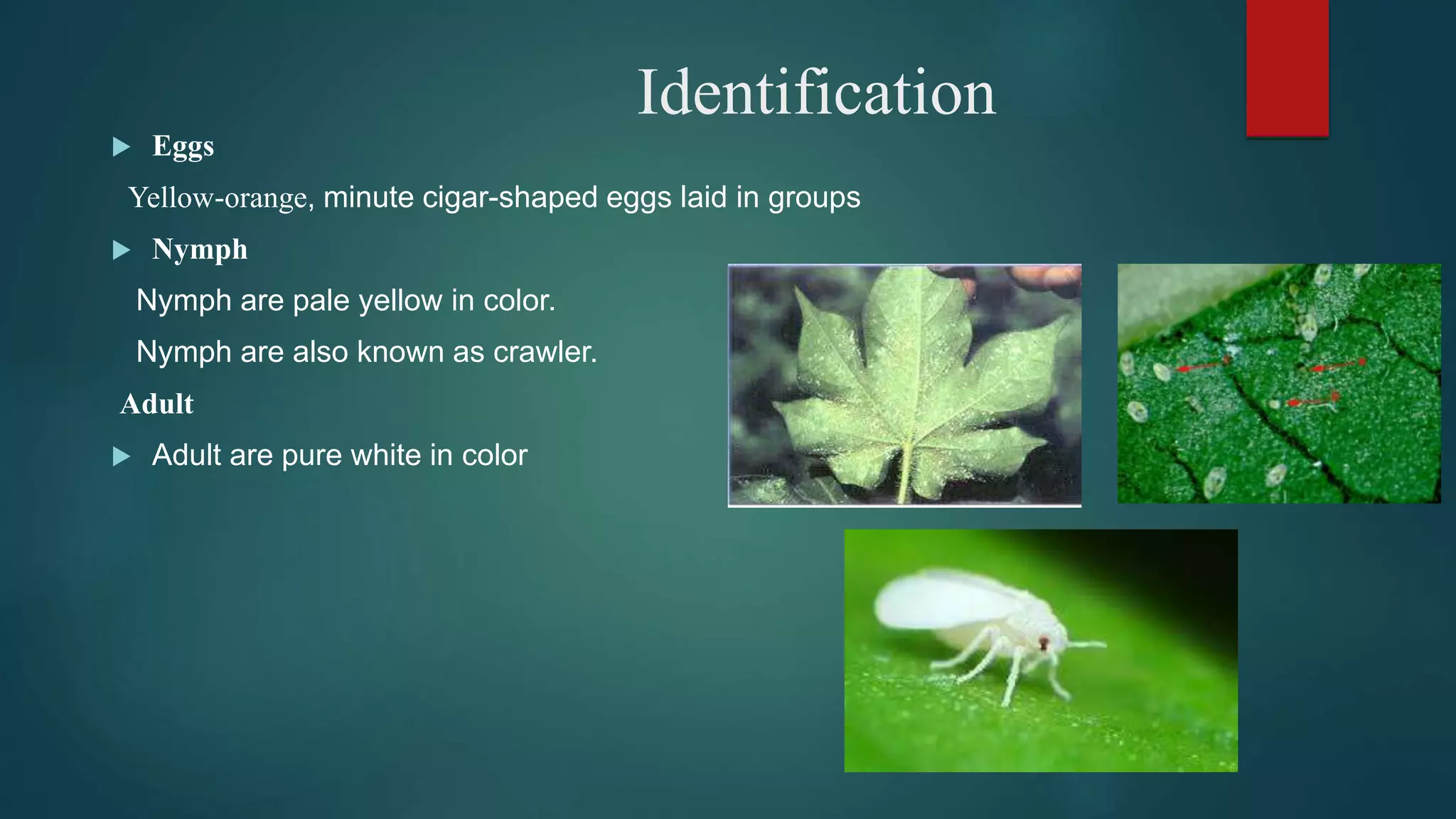 Insect pest of cotton white fly | PPT