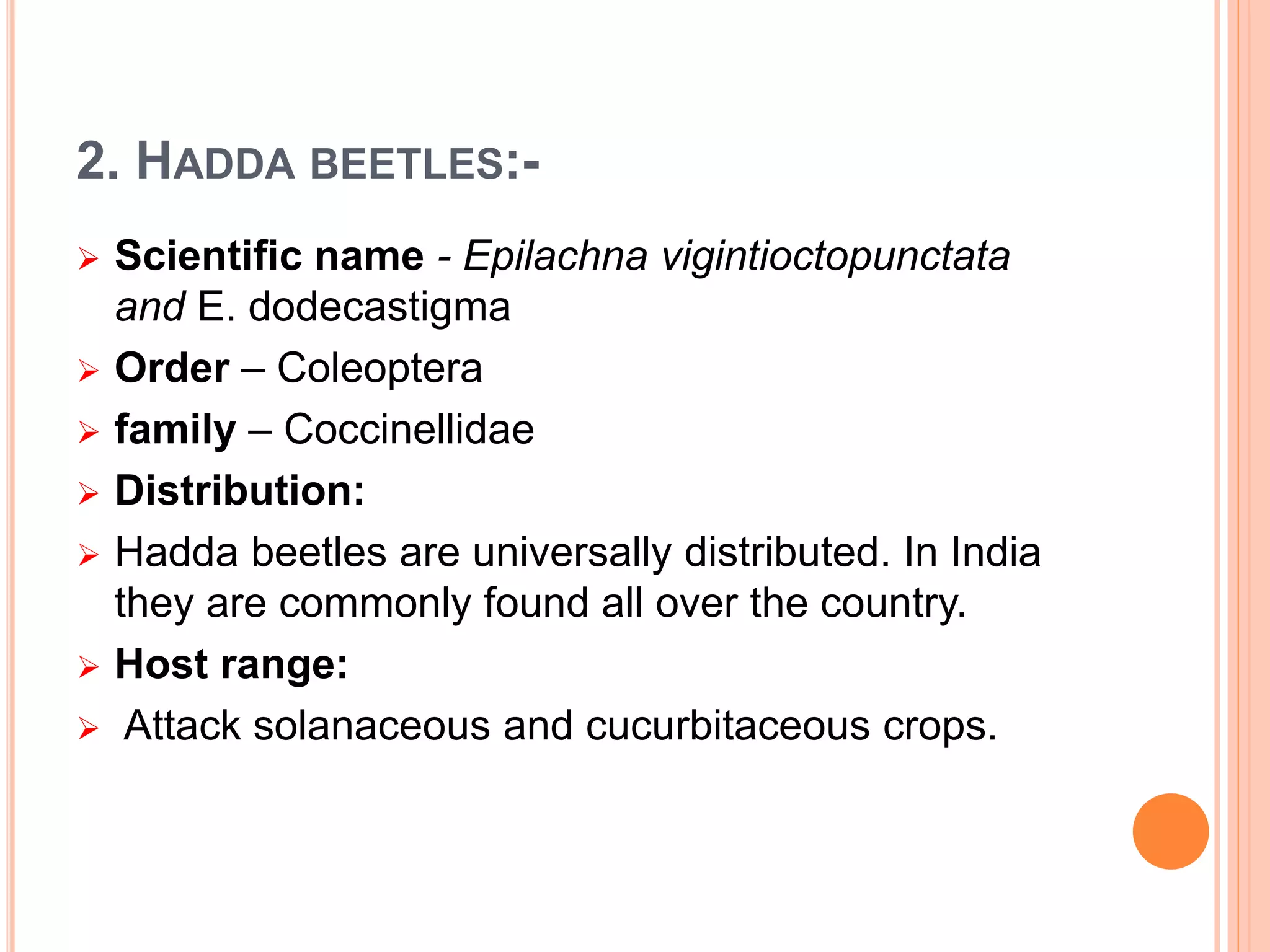 Insect Pests of Vegetable, Ornamental and Spice Crops | PPTX