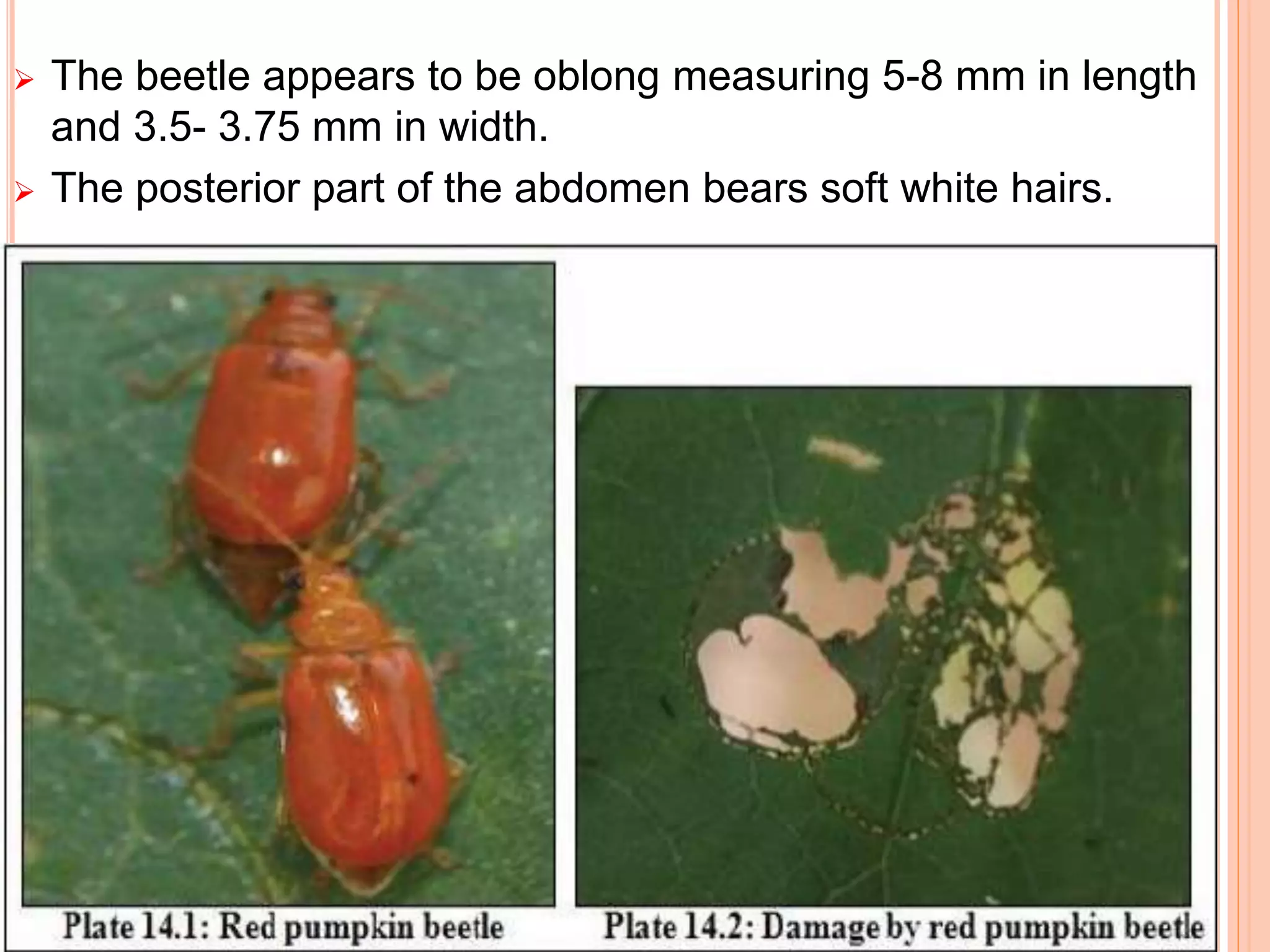 Insect Pests of Vegetable, Ornamental and Spice Crops | PPTX