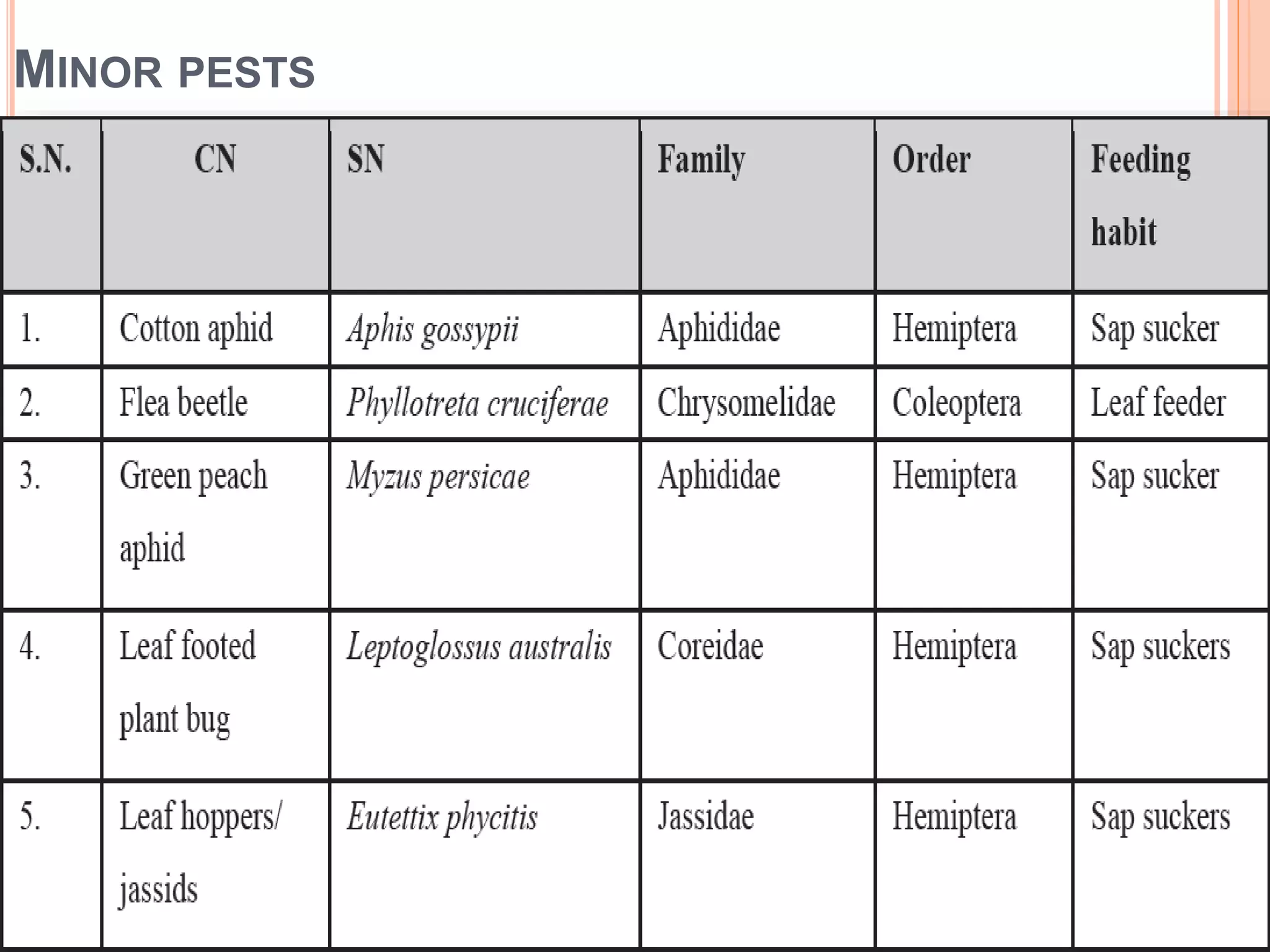 Insect Pests of Vegetable, Ornamental and Spice Crops | PPTX