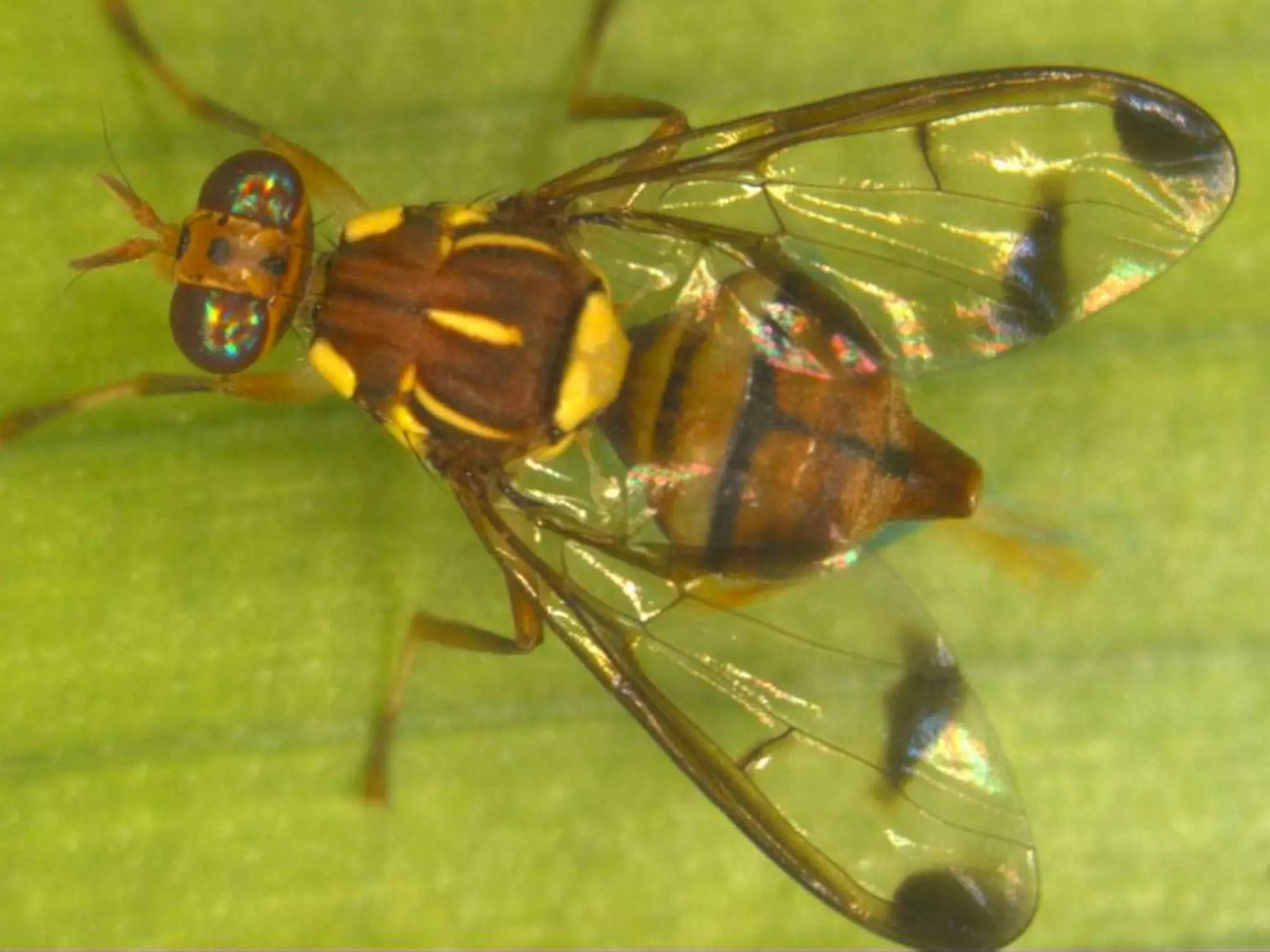 Insect Pests of Vegetable, Ornamental and Spice Crops | PPTX