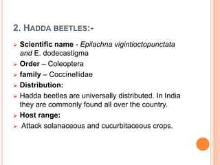 Insect Pests of Vegetable, Ornamental and Spice Crops | PPTX