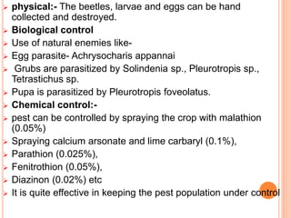 Insect Pests of Vegetable, Ornamental and Spice Crops | PPTX