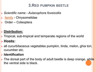 Insect Pests of Vegetable, Ornamental and Spice Crops | PPTX