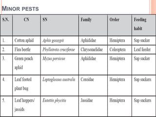 Insect Pests of Vegetable, Ornamental and Spice Crops | PPTX