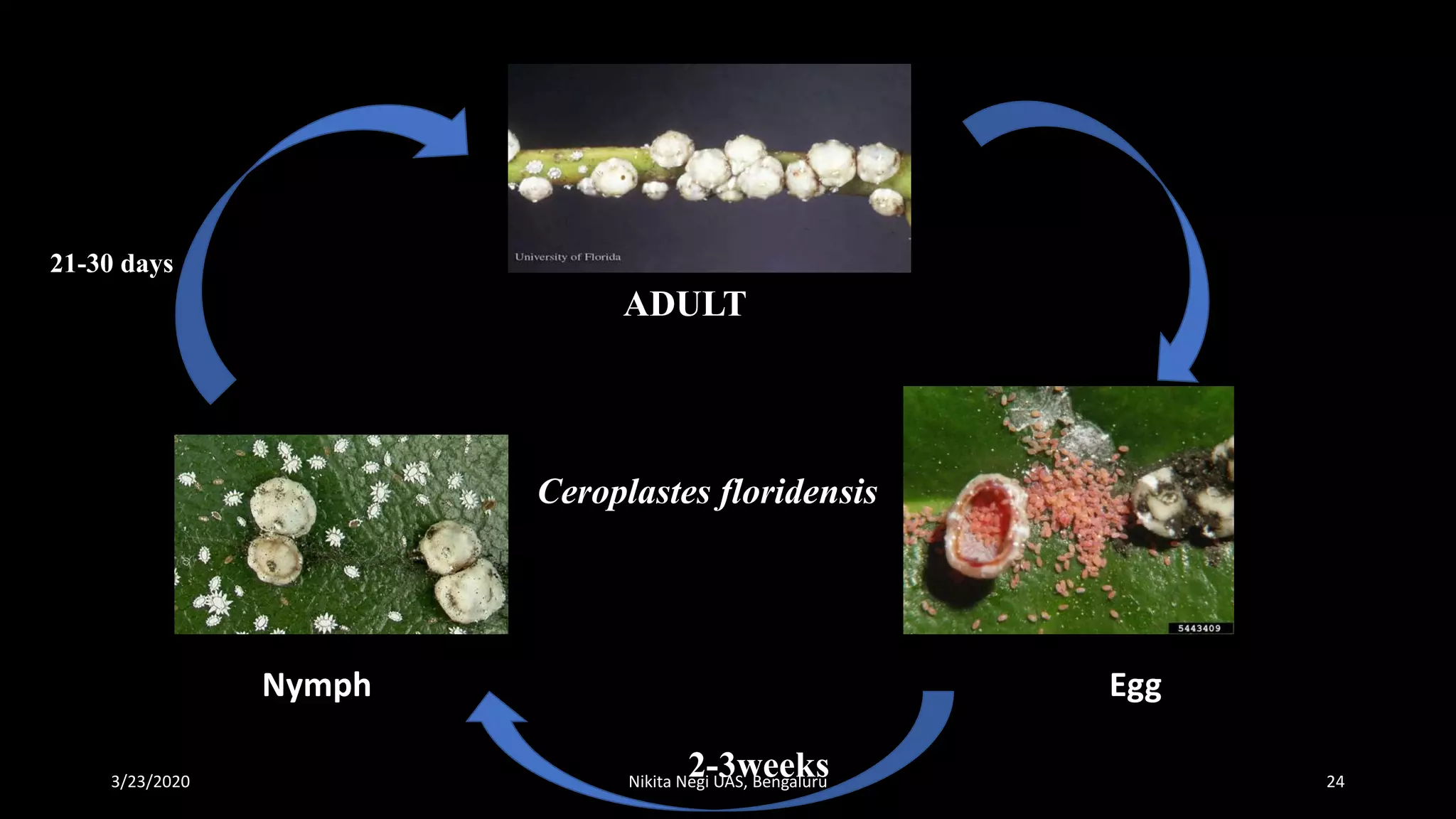 Insect pest of custard apple and wood apple | PPTX