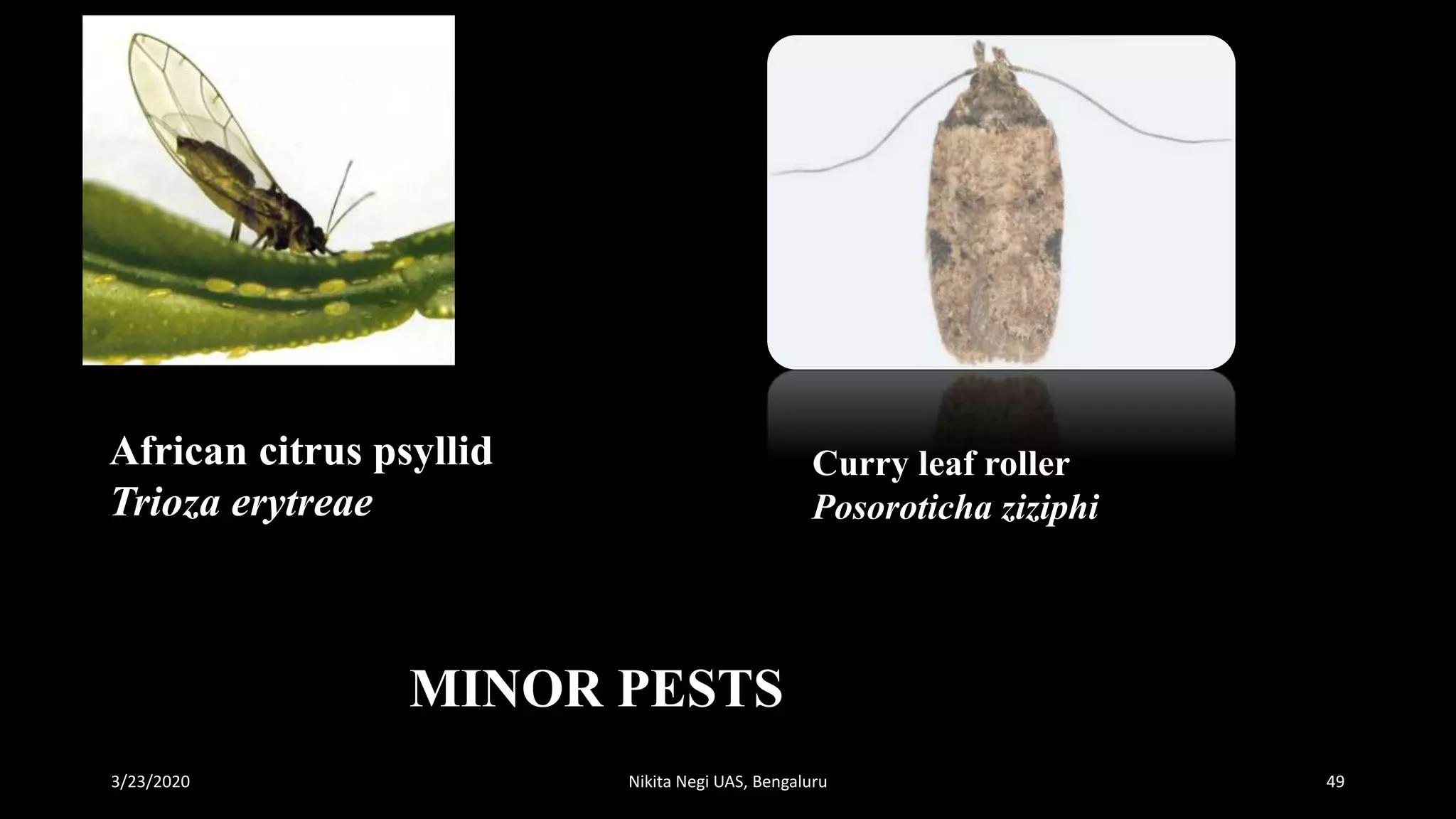 Insect pest of custard apple and wood apple | PPTX