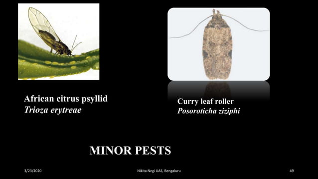 Insect pest of custard apple and wood apple | PPTX | Beekeeping ...