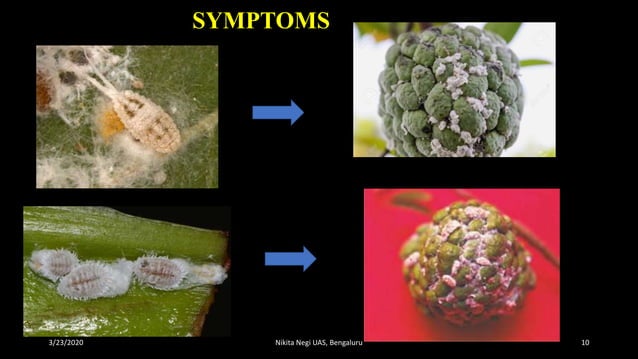 Insect pest of custard apple and wood apple
