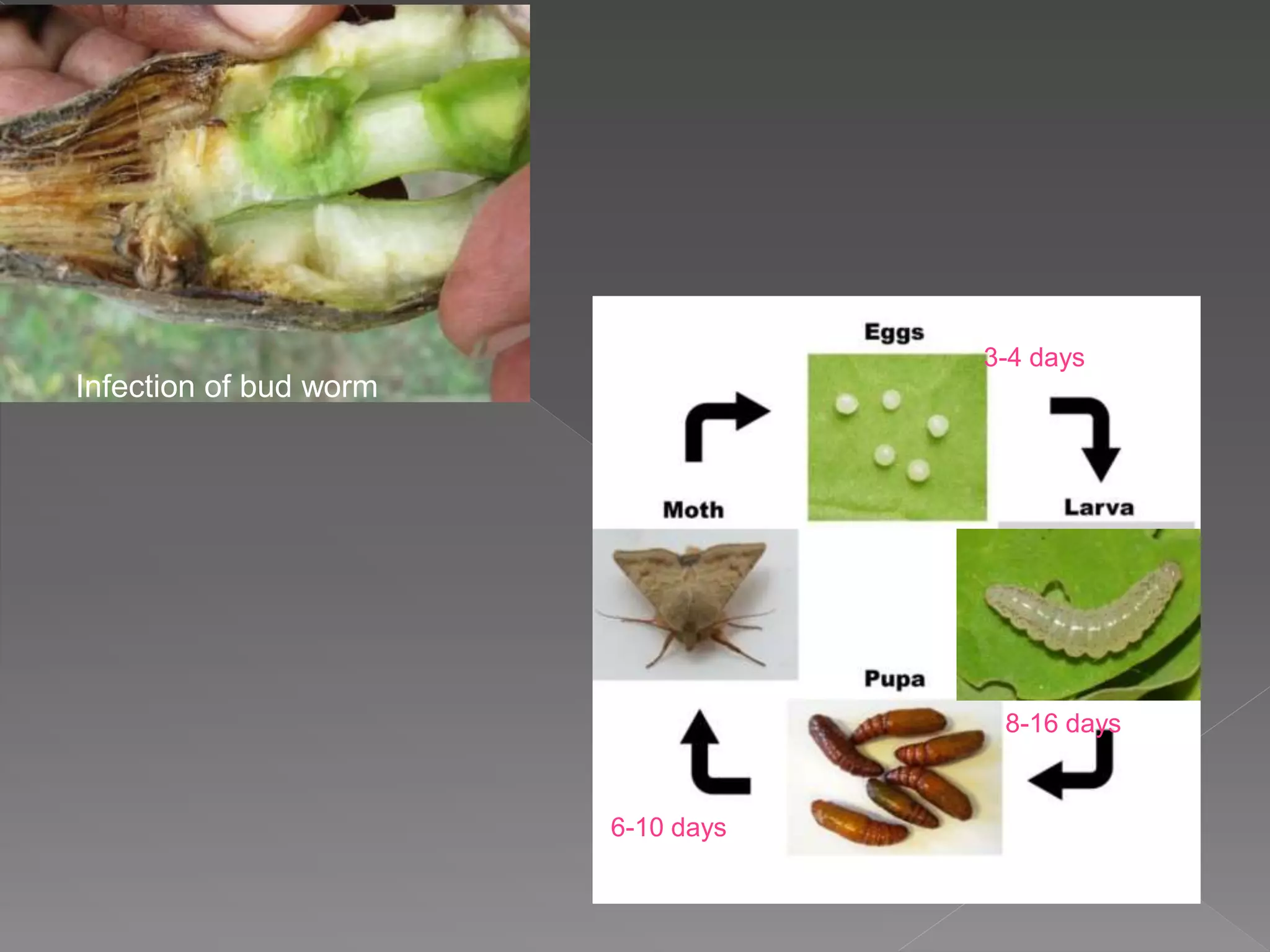 Insect pest of drumstick | PPTX