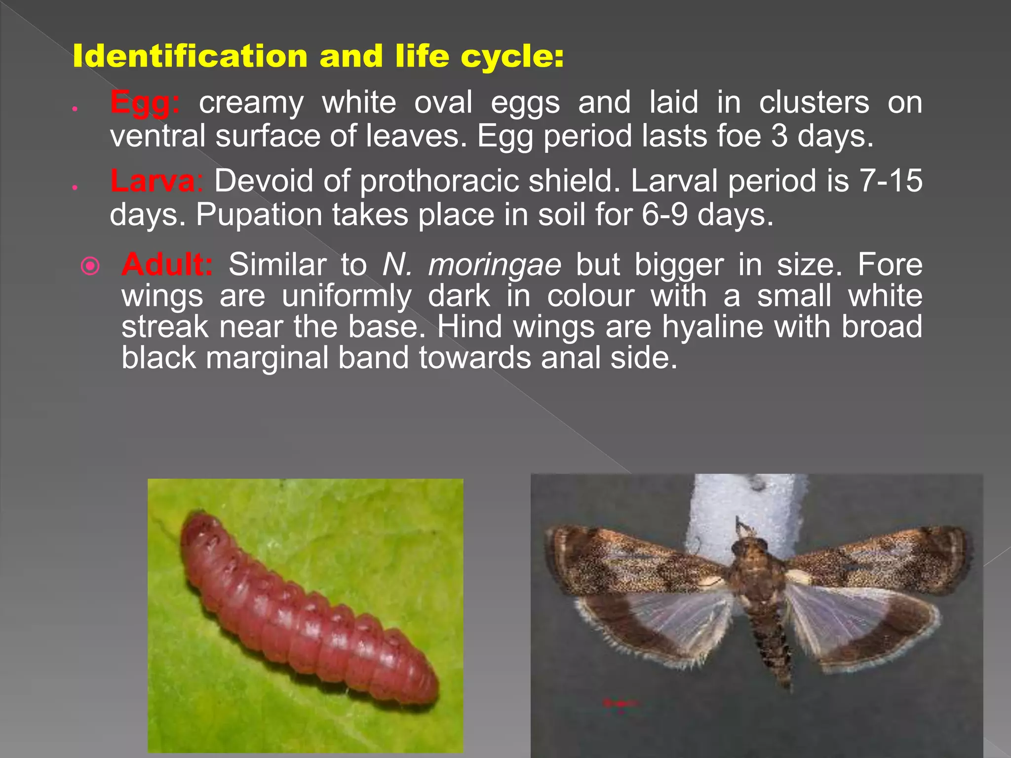 Insect pest of drumstick | PPTX