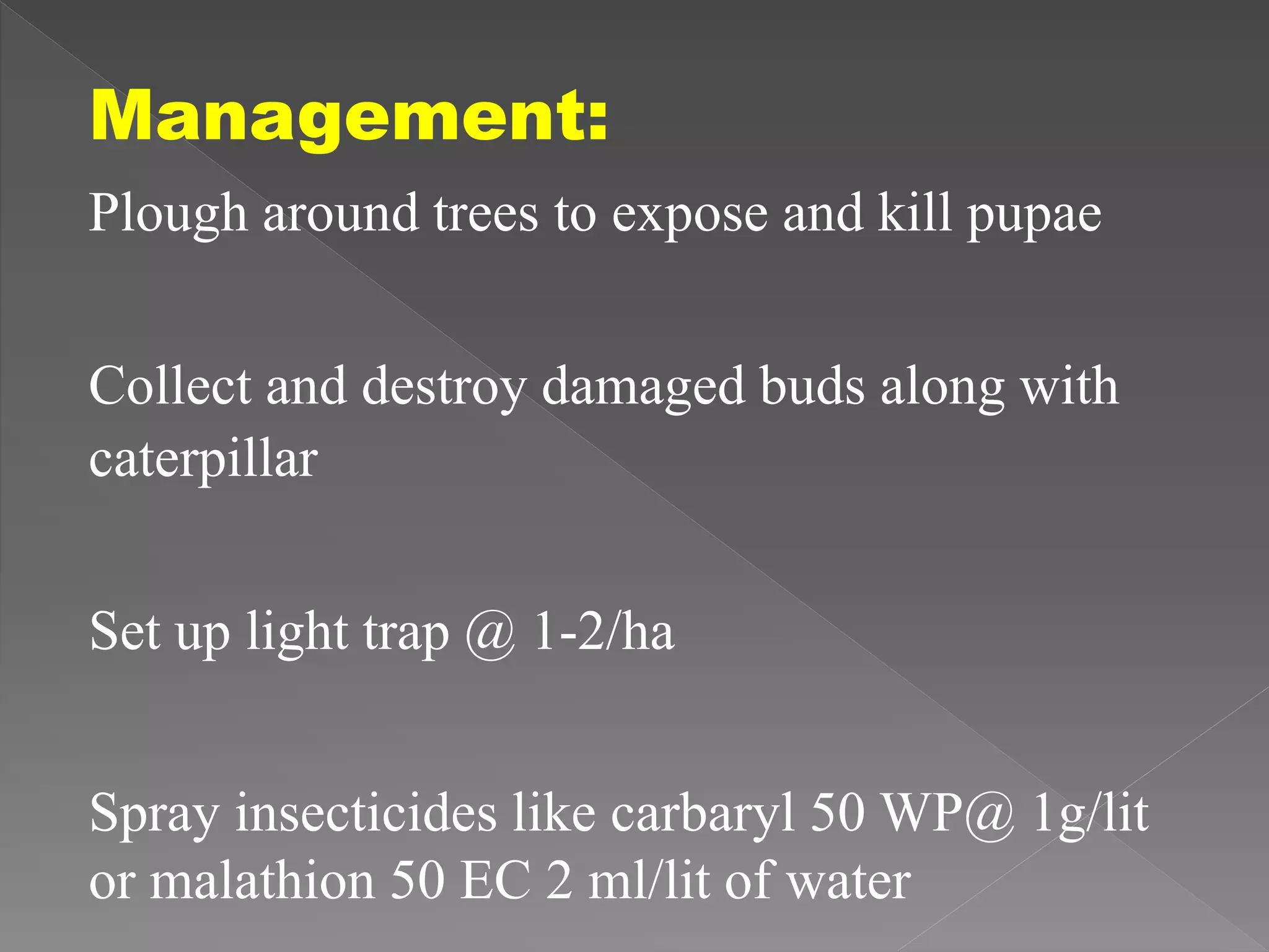 Insect pest of drumstick | PPTX