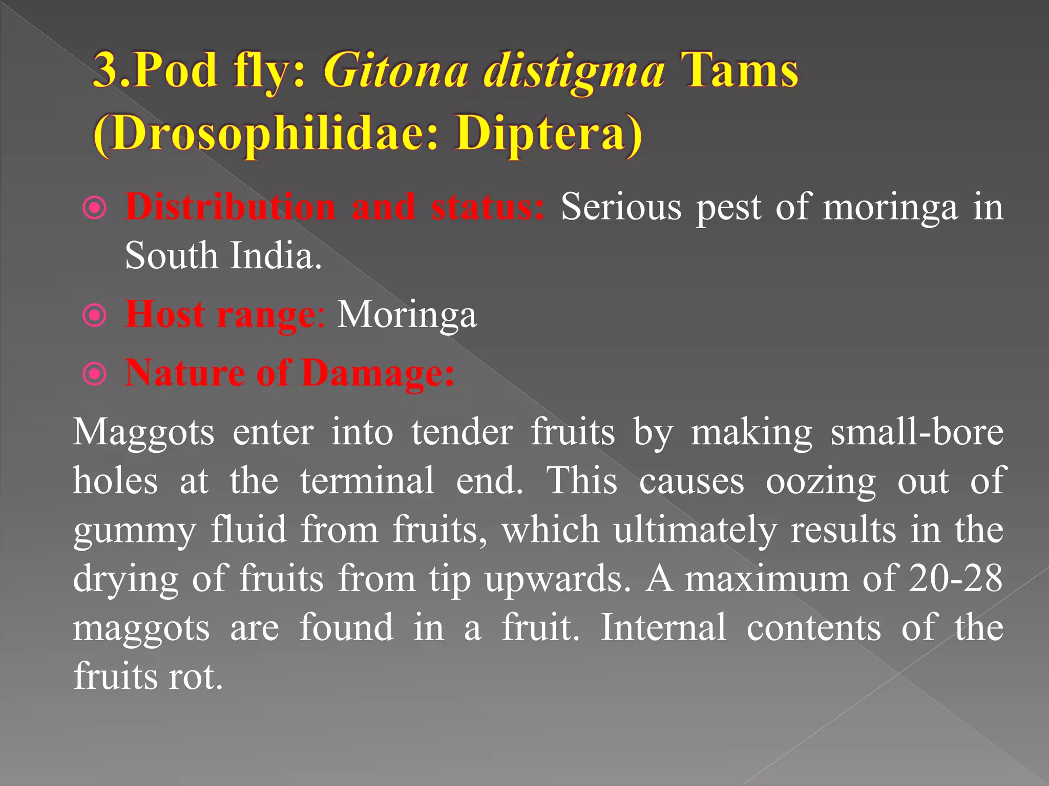 Insect pest of drumstick | PPTX